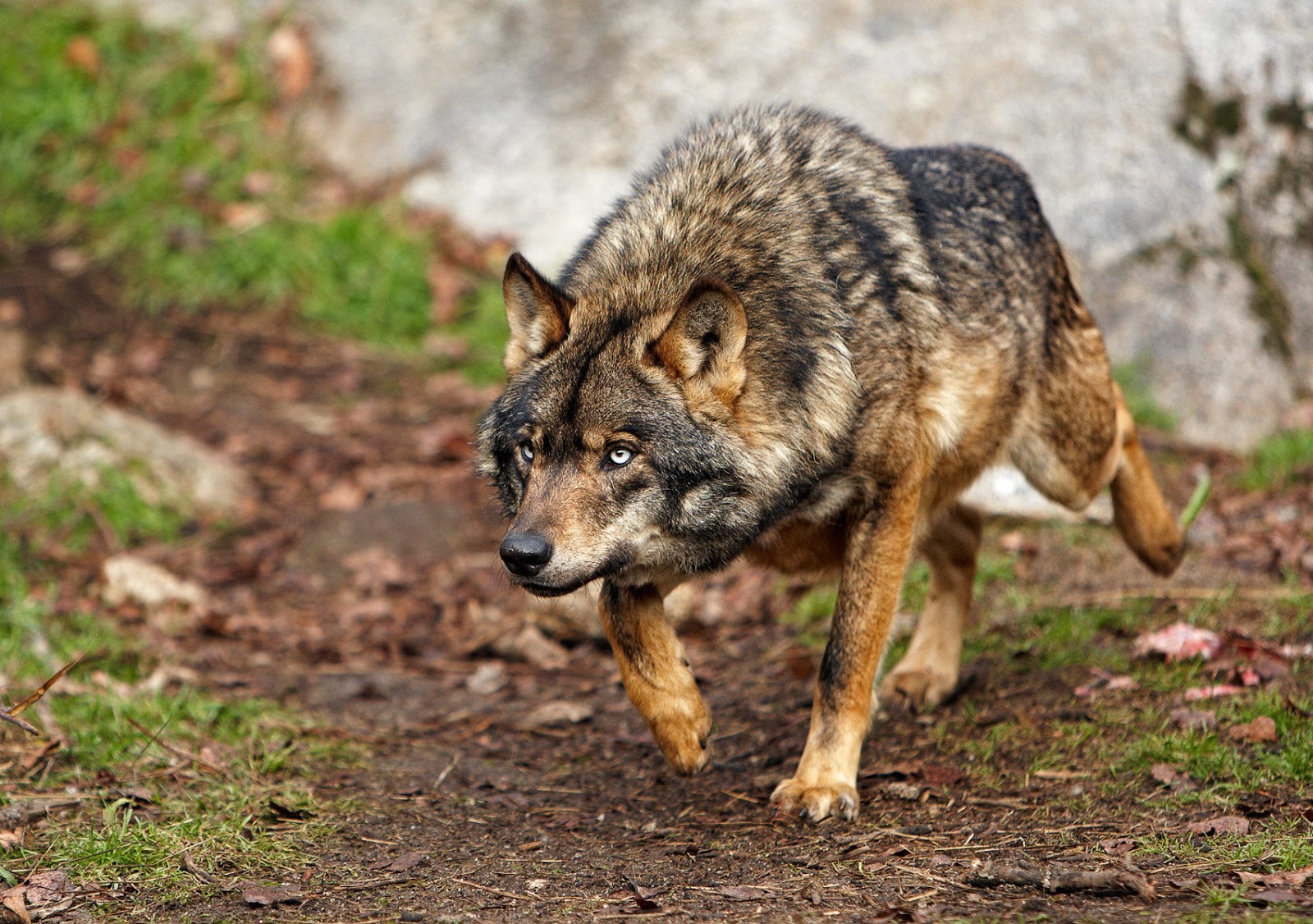 Animals of the world: Iberian wolf