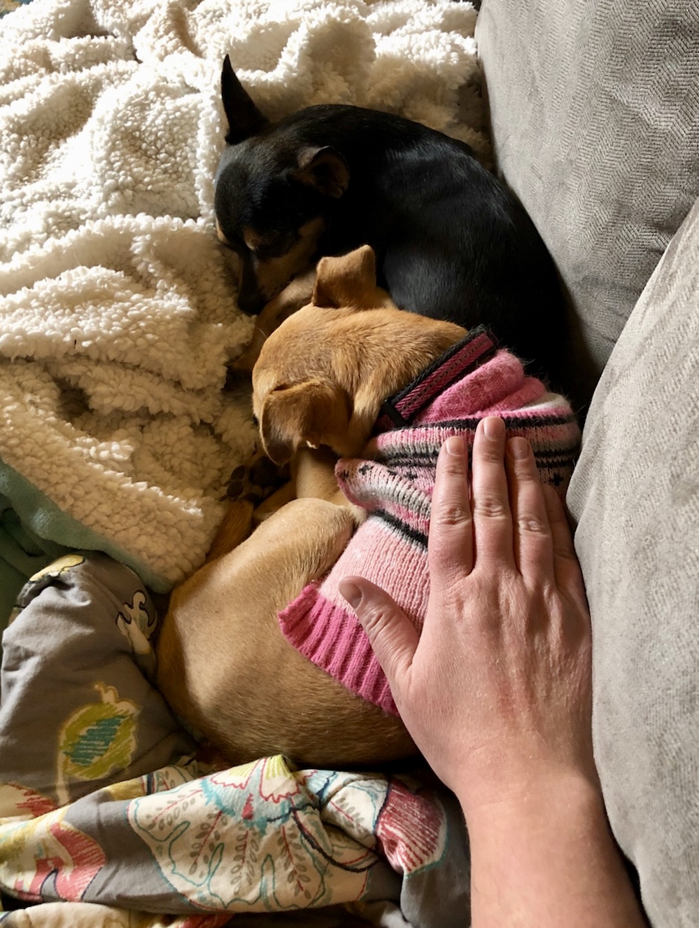 At Rivercrest Cottage: Two Orphan Dogs In A Christmas Tale