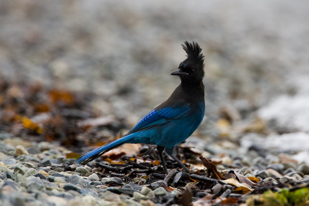 Yukon Bird Observatories: October 2011