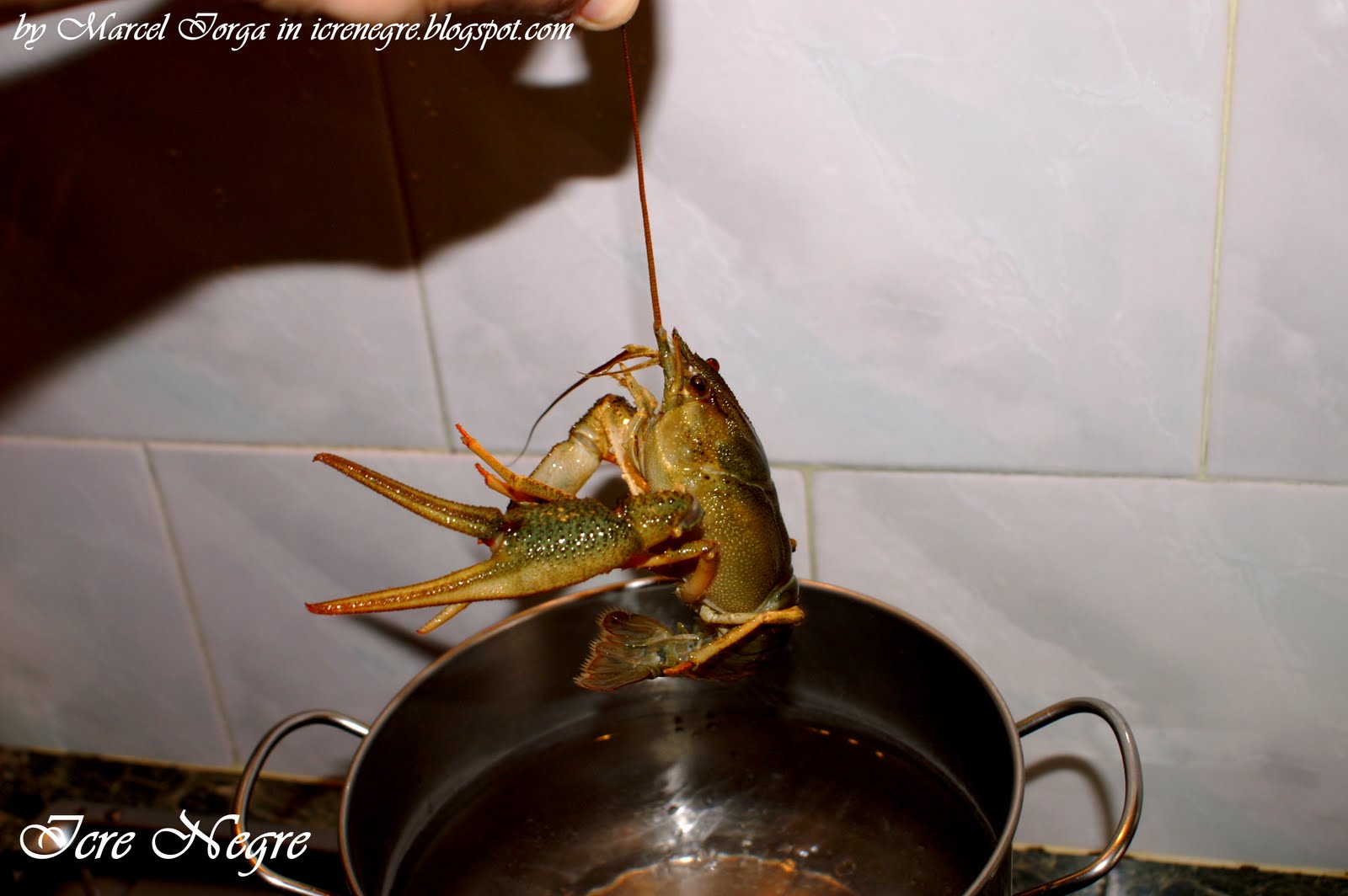 Icre Negre: Raci fierti si serviti cu sos "O Mie de Insule"