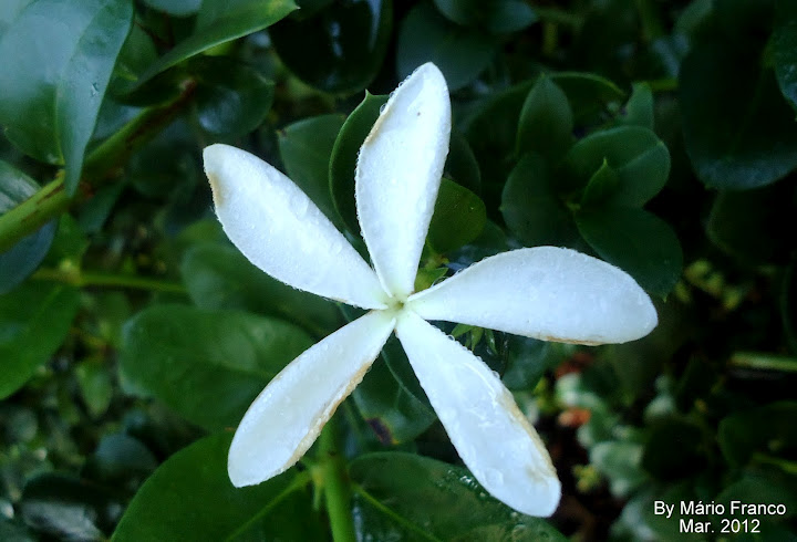 Meu Cantinho Verde: AMEIXA-DE-NATAL - ( Carissa macrocarpa )