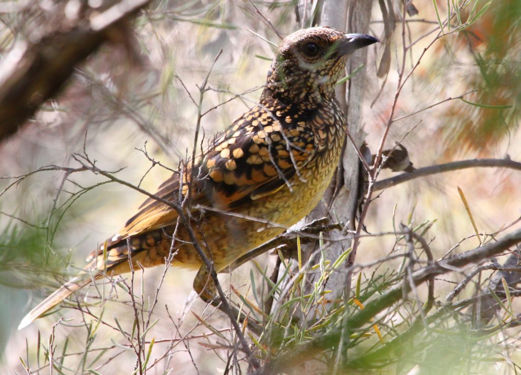 Richard Waring's Birds of Australia: Pallid Cuckoo and Western Bowerbird