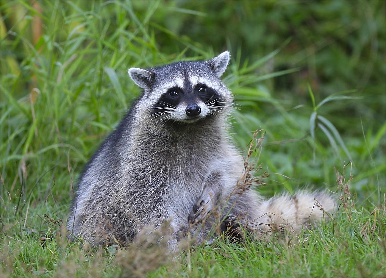 Murfs Wildlife : Dying Out