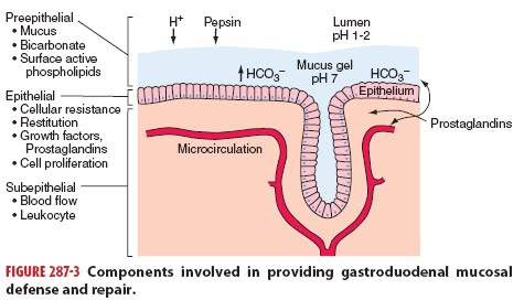 Philien ~ Sophia: Defense mechanism : Gastroduodenal mucosal defense