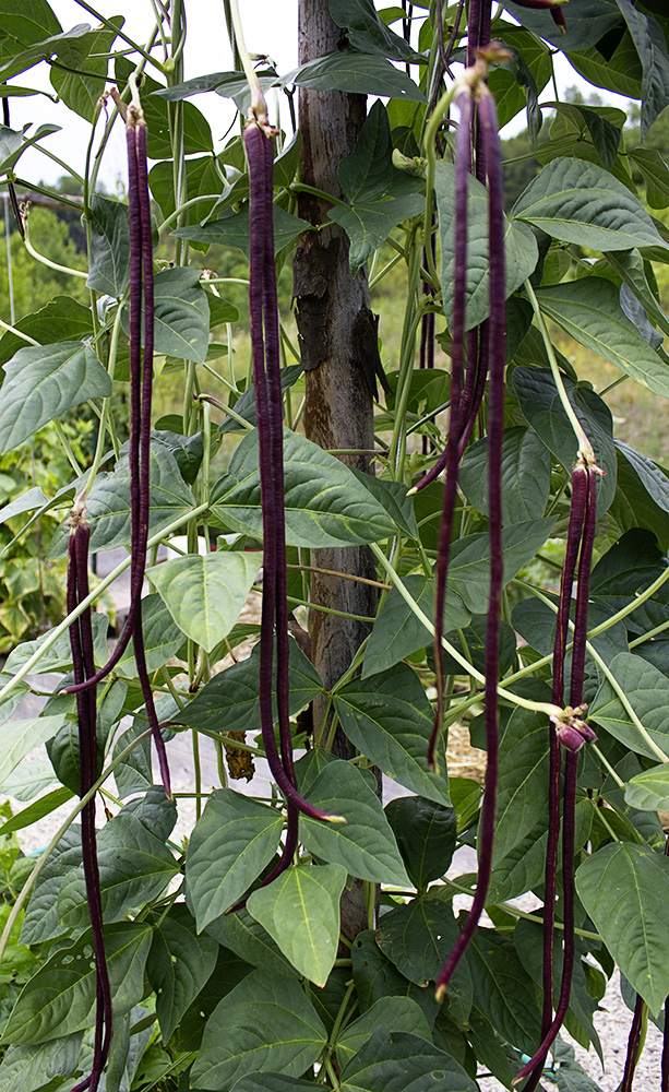 Rurification | Robin Edmundson: Chinese Red Long Beans