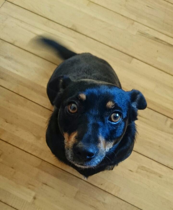 Dogs Trust Education Corner: Meg Makes the Grade!