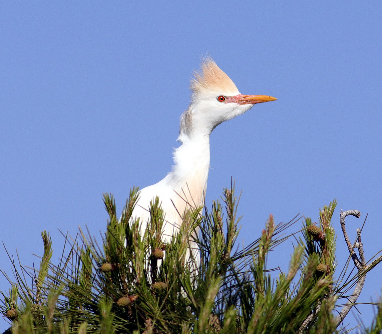 Another Bird Blog: A Menorca Mishap