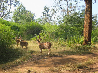 Tamilnadu Tourism: Ooty - Places of Interest - II