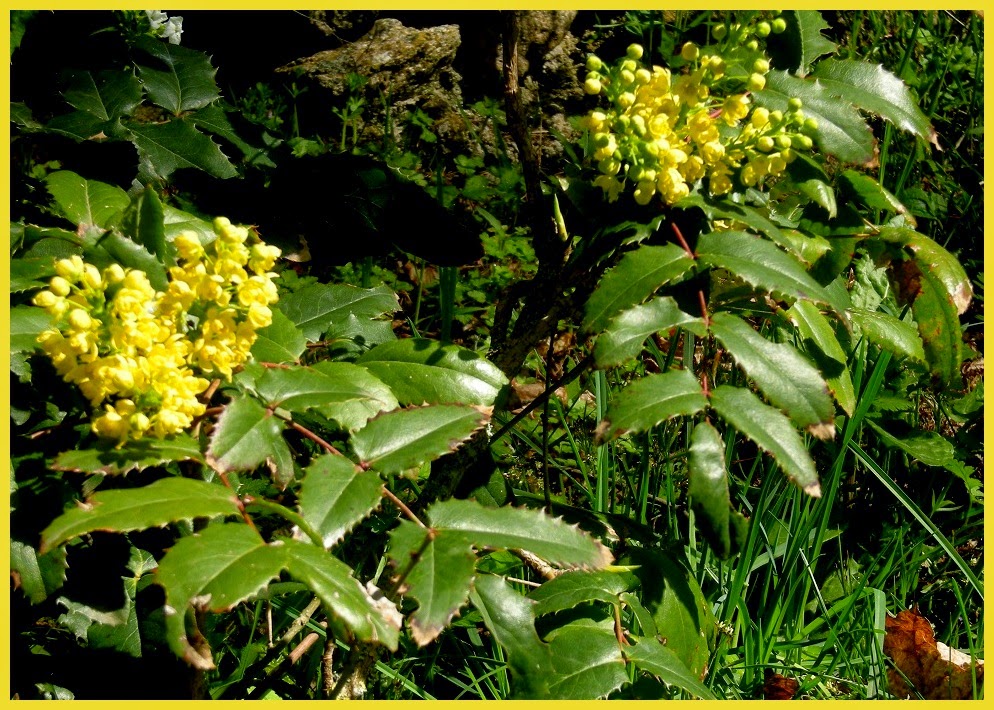 San Rafael con otra mirada |Flora|