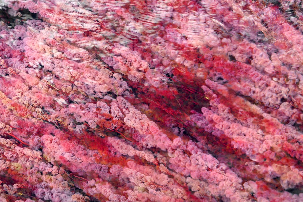 BIBLIOTECA POPULAR ROTARIA: Macarenia clavigera