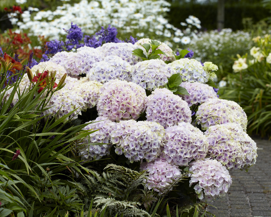 B&D Lilies Garden Blog: Everlasting™ Hydrangeas - Bloom all summer