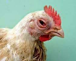 laringotraqueitis aviar: LARINGOTRAQUEITIS AVIAR