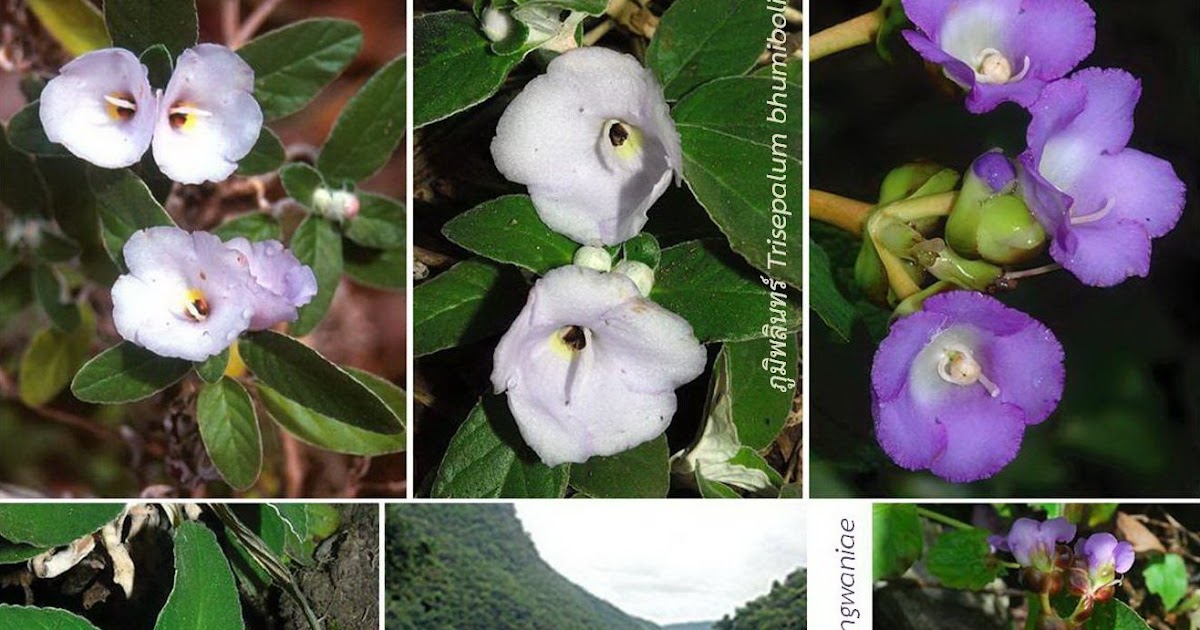 Species New to Science: [Botany • 2011] ภูมิพลินทร์ • Paraboea ...