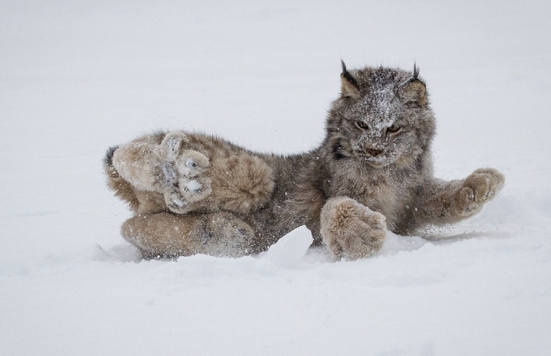 White Wolf : Canadian Lynx And Their Amazing Big Paws (14 Pics)