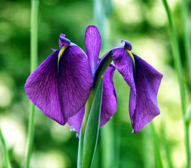 QUYTRINH DONGA: Hoa Iris- danh họa Van Gogh và bức tranh Hoa Diên vĩ