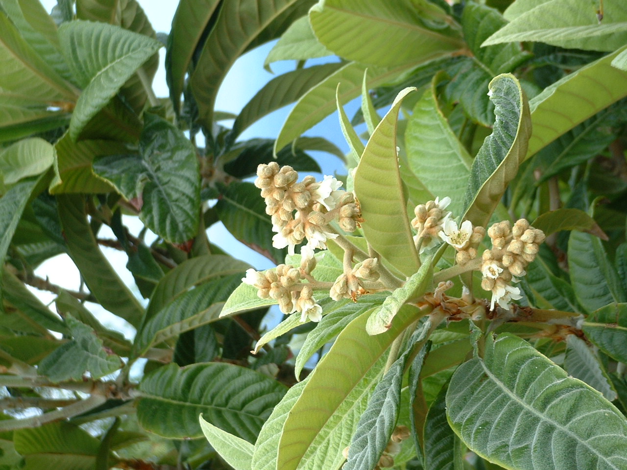 Oleander: Japanische Mispel (Eriobotrya japonica) Knospen und Blüten