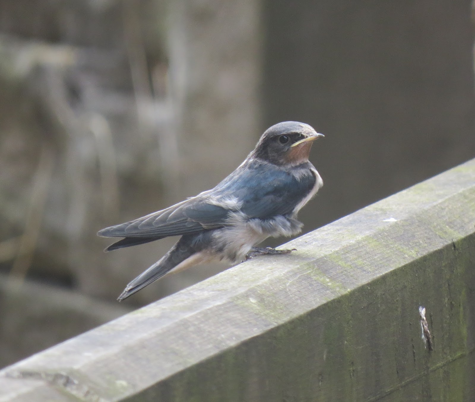 Pry House Farm www.upperswaledaleholidays.co.uk: Fledgling House Martins