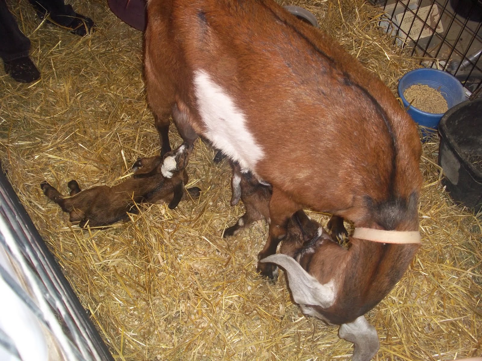 Our silly old lives: Goats, goats and more goats.