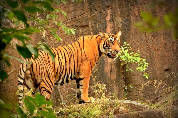 Indian Tiger Diaries: Sultan (T 72) - The Wandering Prince