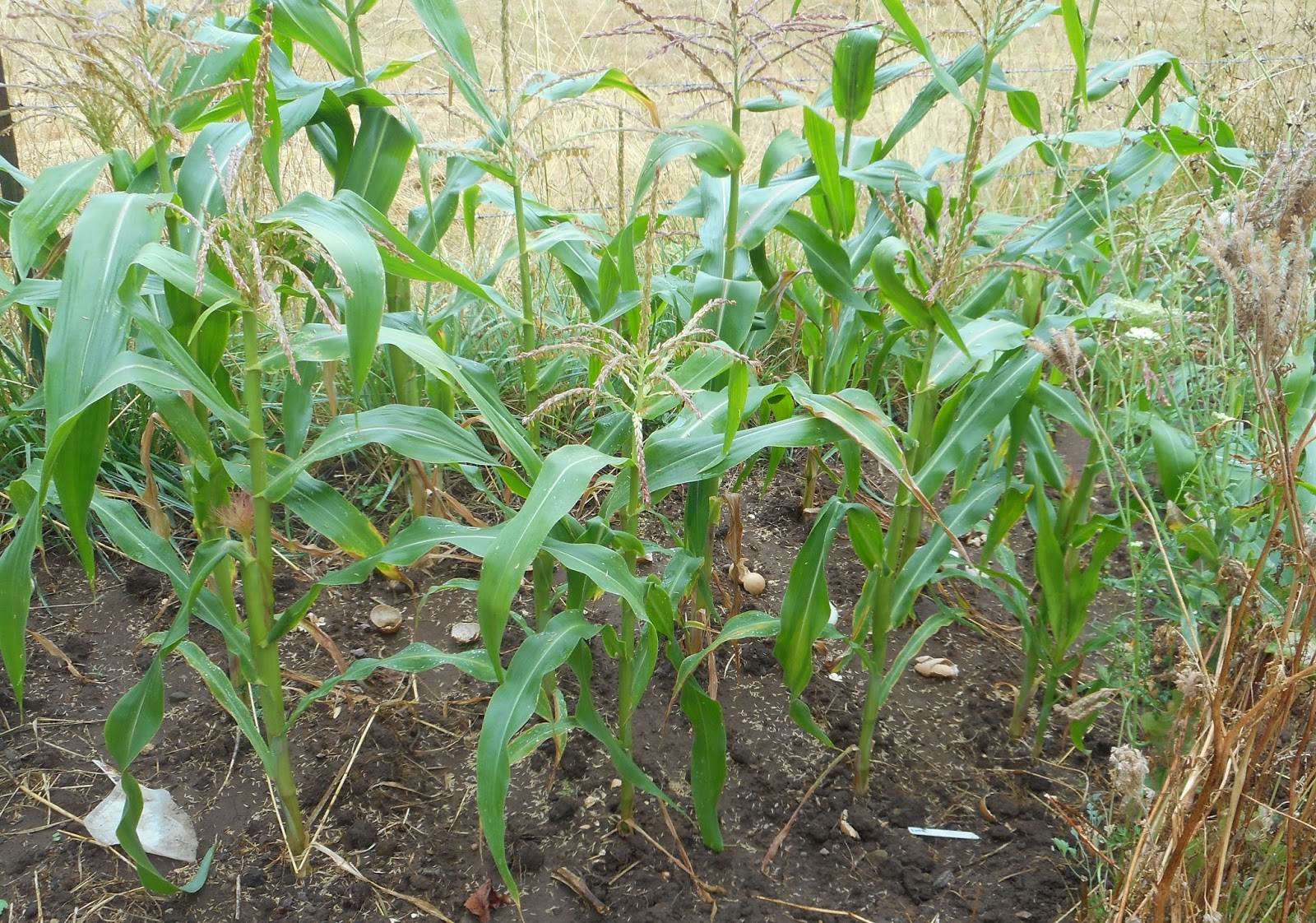 Daniel's Pacific NW Garden: Kitchen Garden. 7.26.15