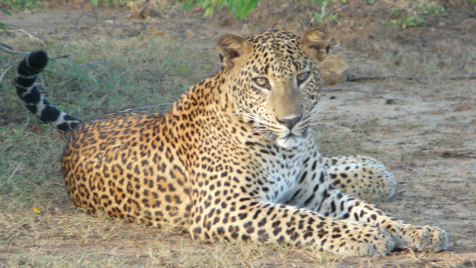 Wild Animal in Sri Lanka (Picture Collection): Tiger in Yala Park