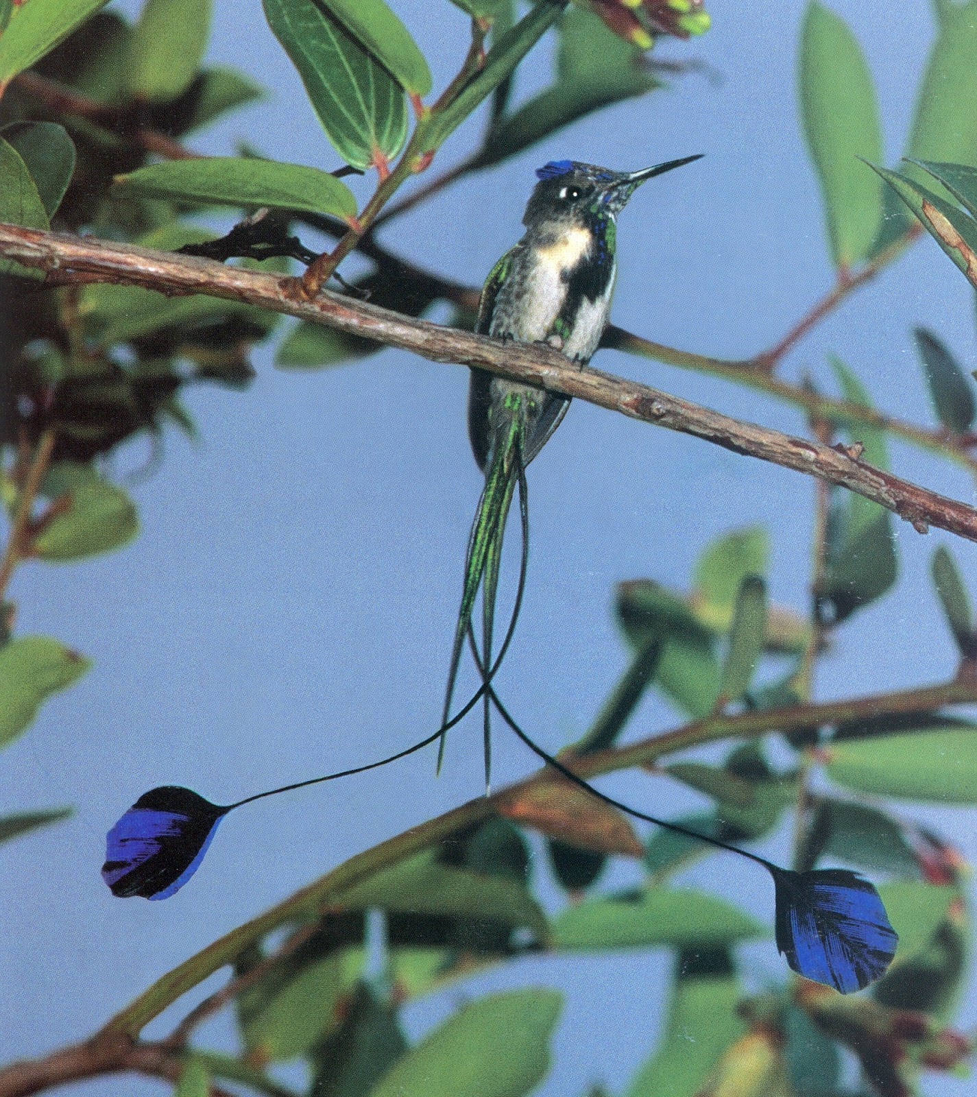 Explora el Norte del Perú: TOURS COLIBRI COLA DE ESPATULA (HUEMBO ...