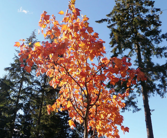 Types of maple trees in ontario - wherevery