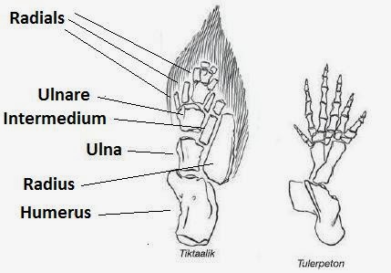 Isisviews: Analogy/Homology Blog Post