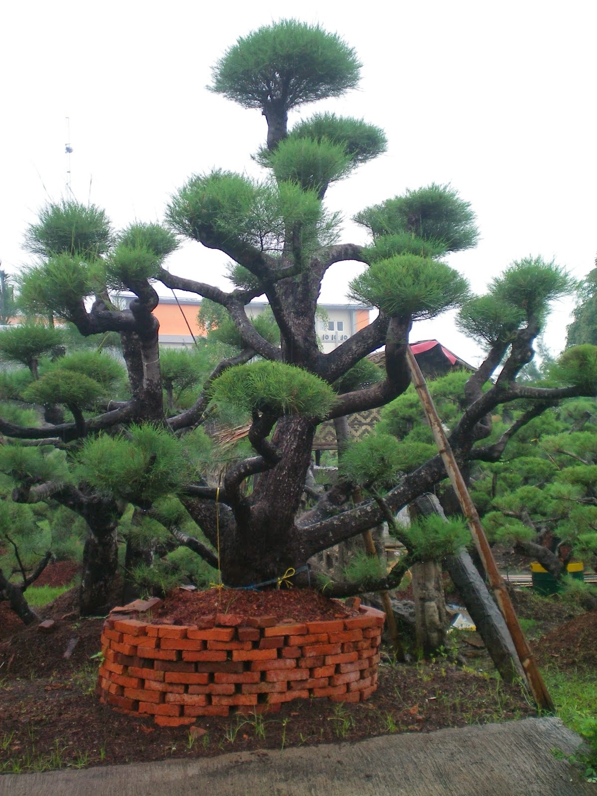 Koleksi Tanaman Hias: Pohon Cemara Udang (Casuarina equisetifolia)