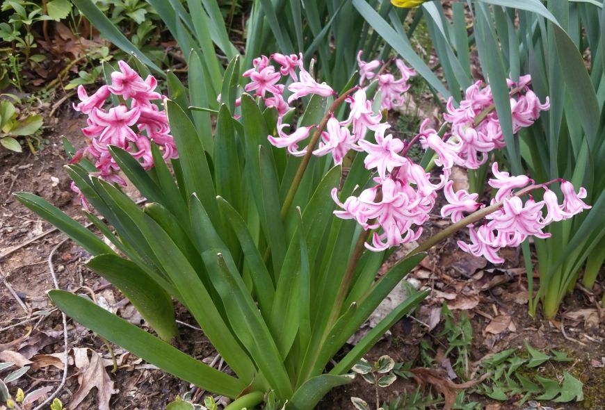 Future Plants by Randy Stewart: Hyacinth