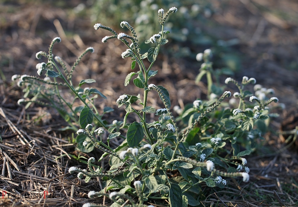 Flore de Camargue: Heliotropium europaeum, Héliotrope d'Europe