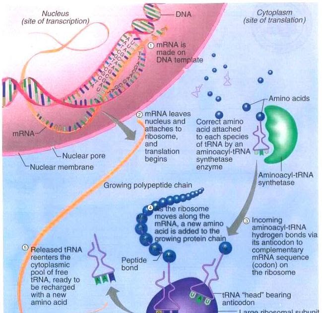 WHAT IS PROTEIN SYNTHESIS ???? - ALL ABOUT DNA AND RNA
