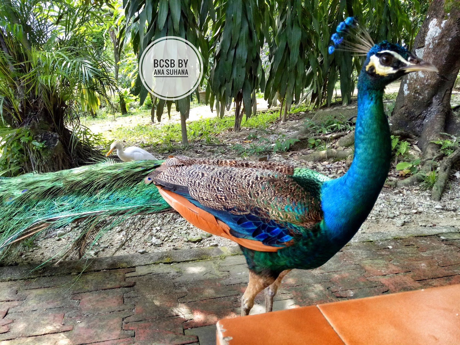 Jalan-jalan di Taman Burung Kuala Lumpur (KL Bird Park) - Ana Suhana