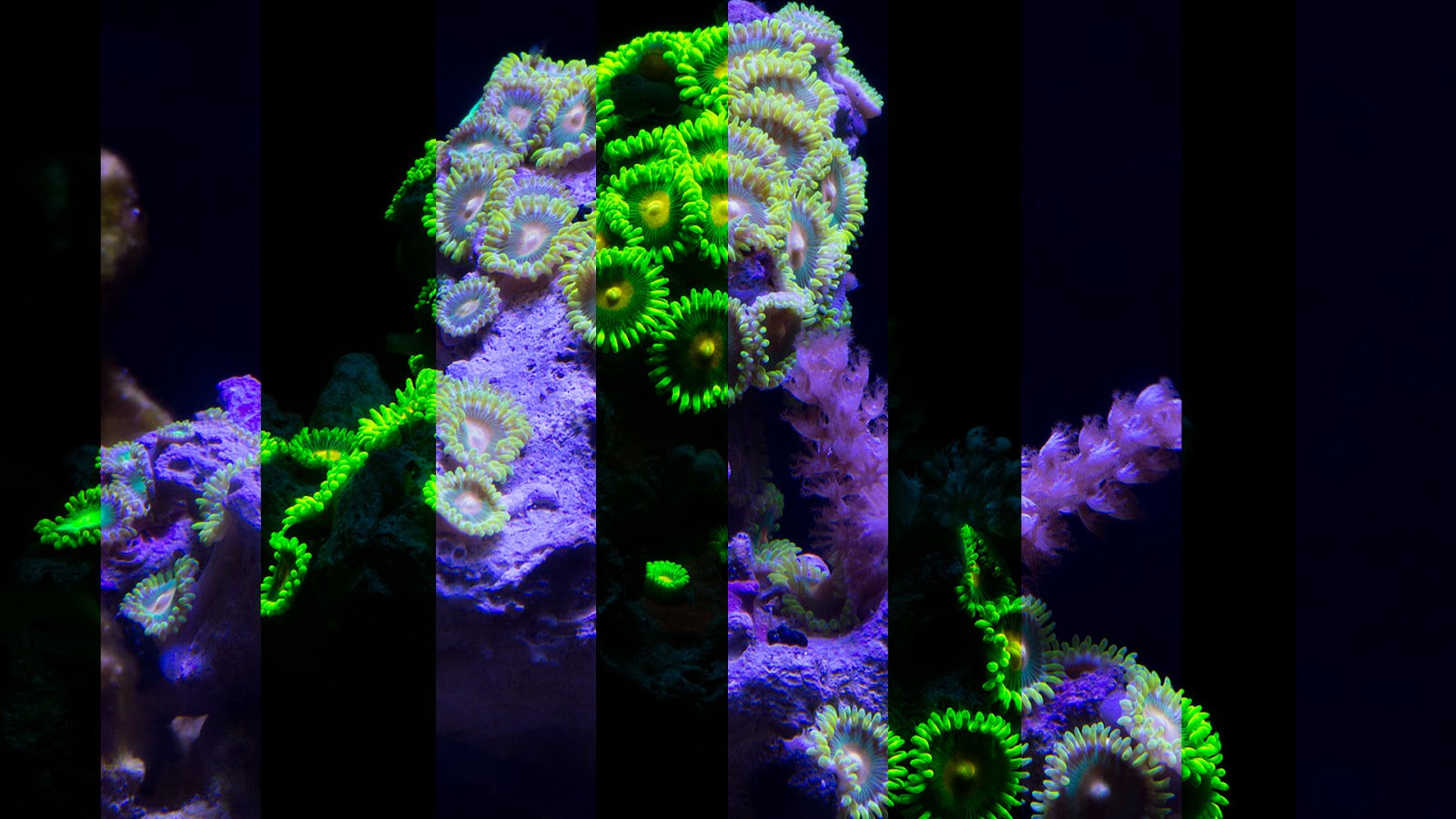 Donimages Photography Photographing Coral Fluorescence donimages-photography-photographing-coral-fluorescence