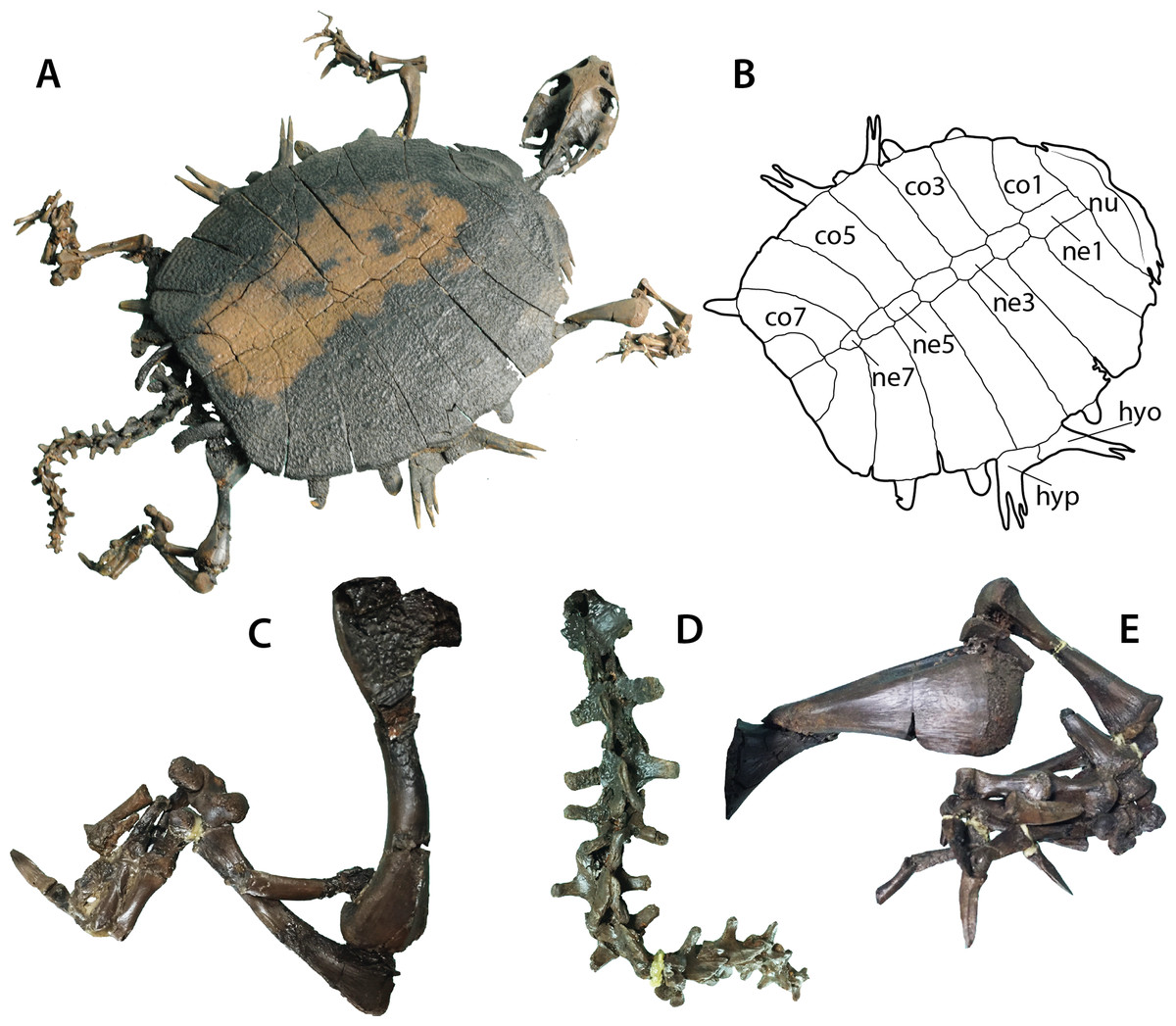 Species New to Science: [Paleontology • 2016] Palaeoamyda messeliana ...