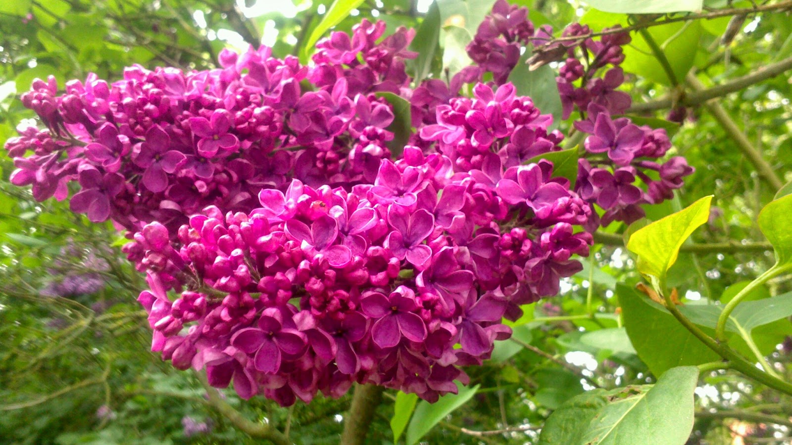 Haven i Velkær: Duftende syrener