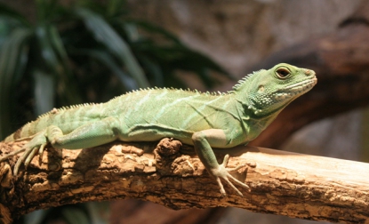 LA NATURALEZA EN CASA: Dragón de agua chino (Physignathus cocincinus)