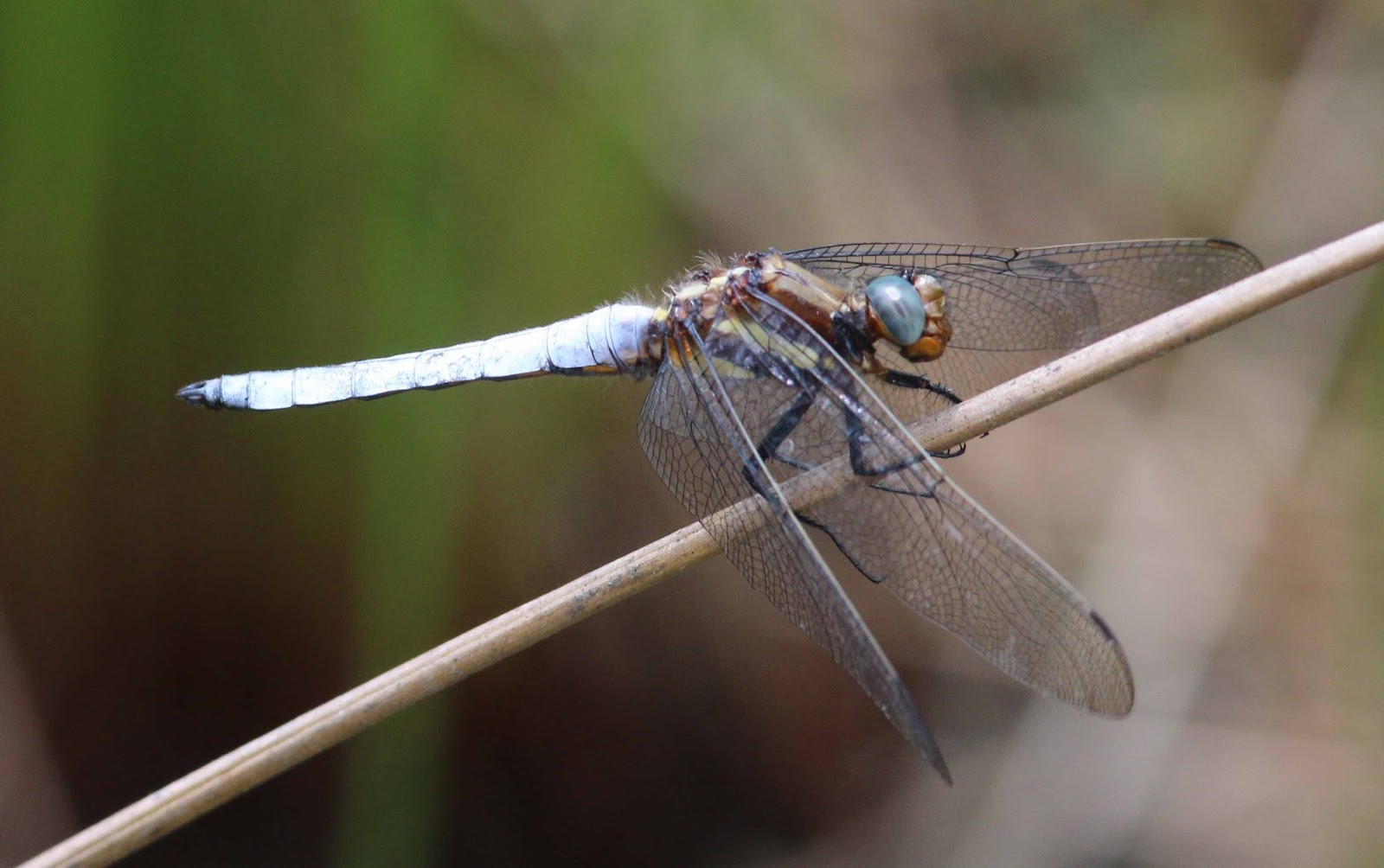 Dragonflies and damselflies of Vietnam: Orthetrum internum headaches