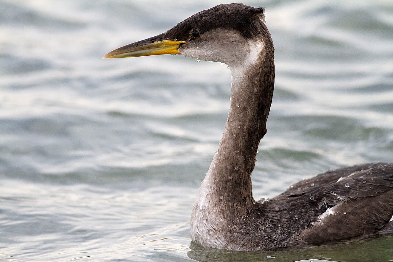 Ann Brokelman Photography: Red-necked Grebes released by Toronto ...