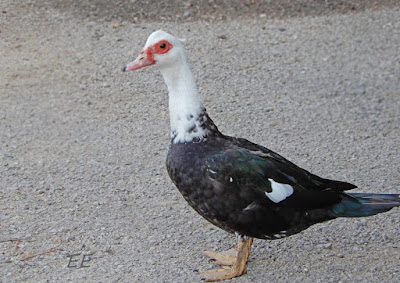 Mallorca es así también: 5/11/17 - 12/11/17