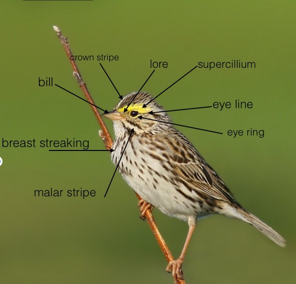 Birding Newfoundland with Dave Brown: Sorting out Sparrows: Some Useful ...