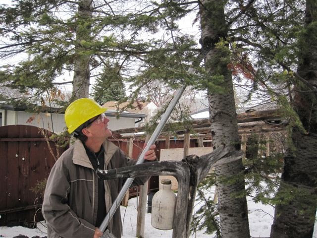 Forestry Training Services: How to Prune Landscape Trees