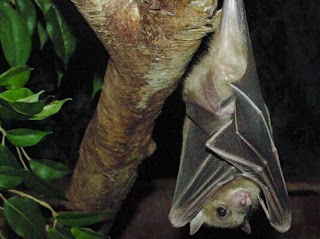 YARASA RESİMLERİ-Manzaralar