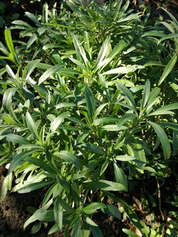 cele patru anotimpuri: Micşunele