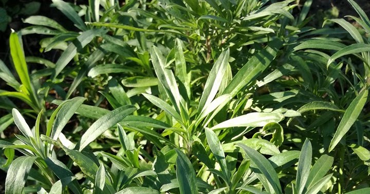 cele patru anotimpuri: Micşunele