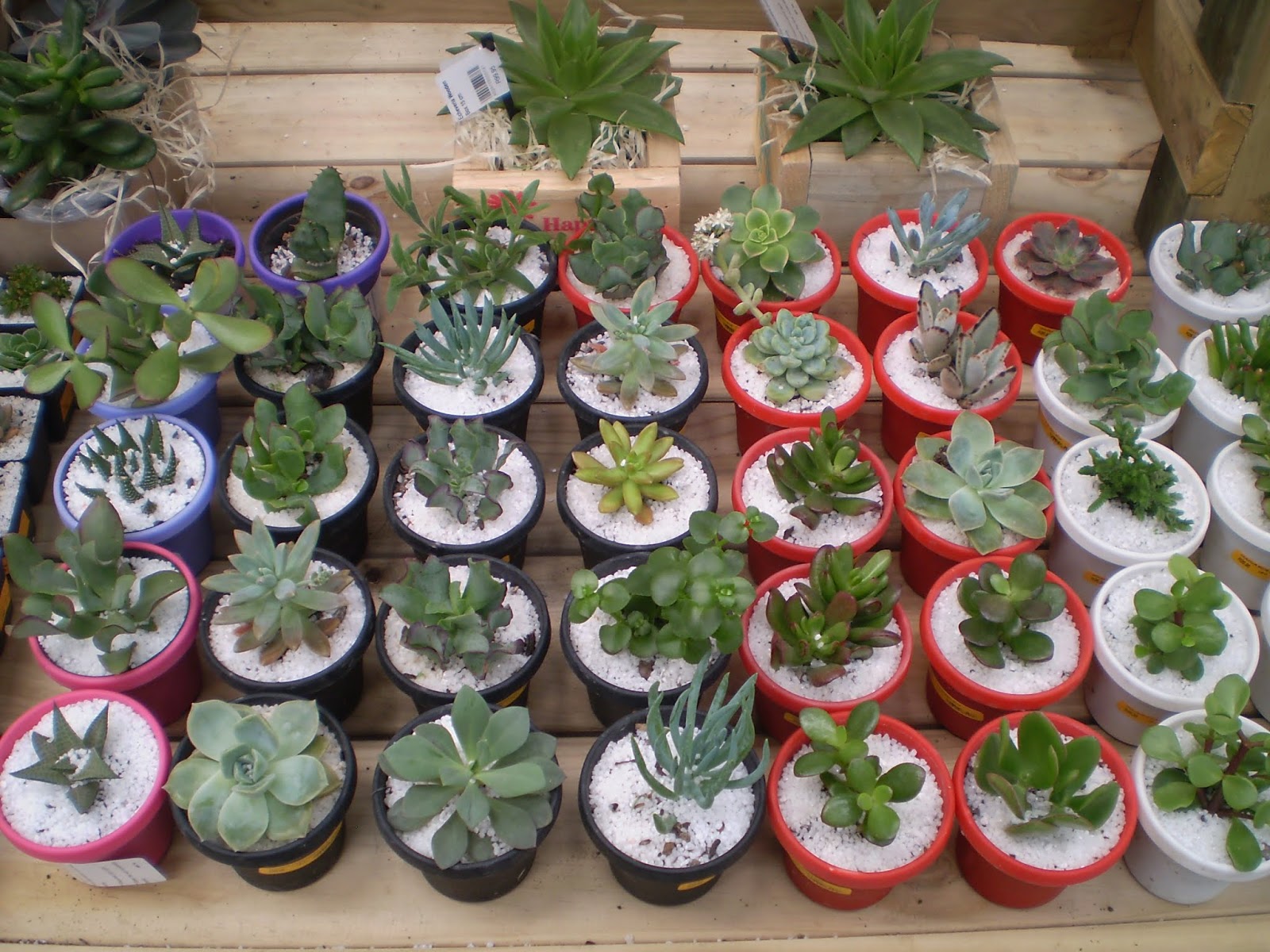 Stodels Kenilworth - Feast for the eye... - Blue Poinsettia