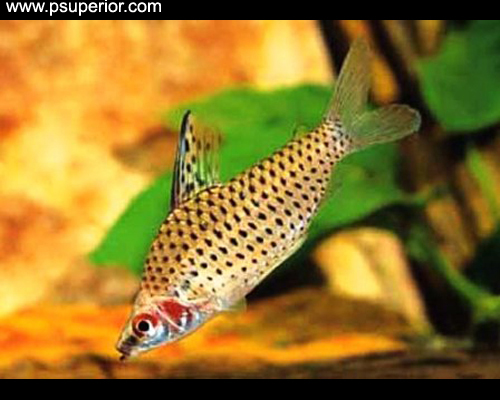 Spotted Headstander ( Chilodus punctatus ) | Malioboro