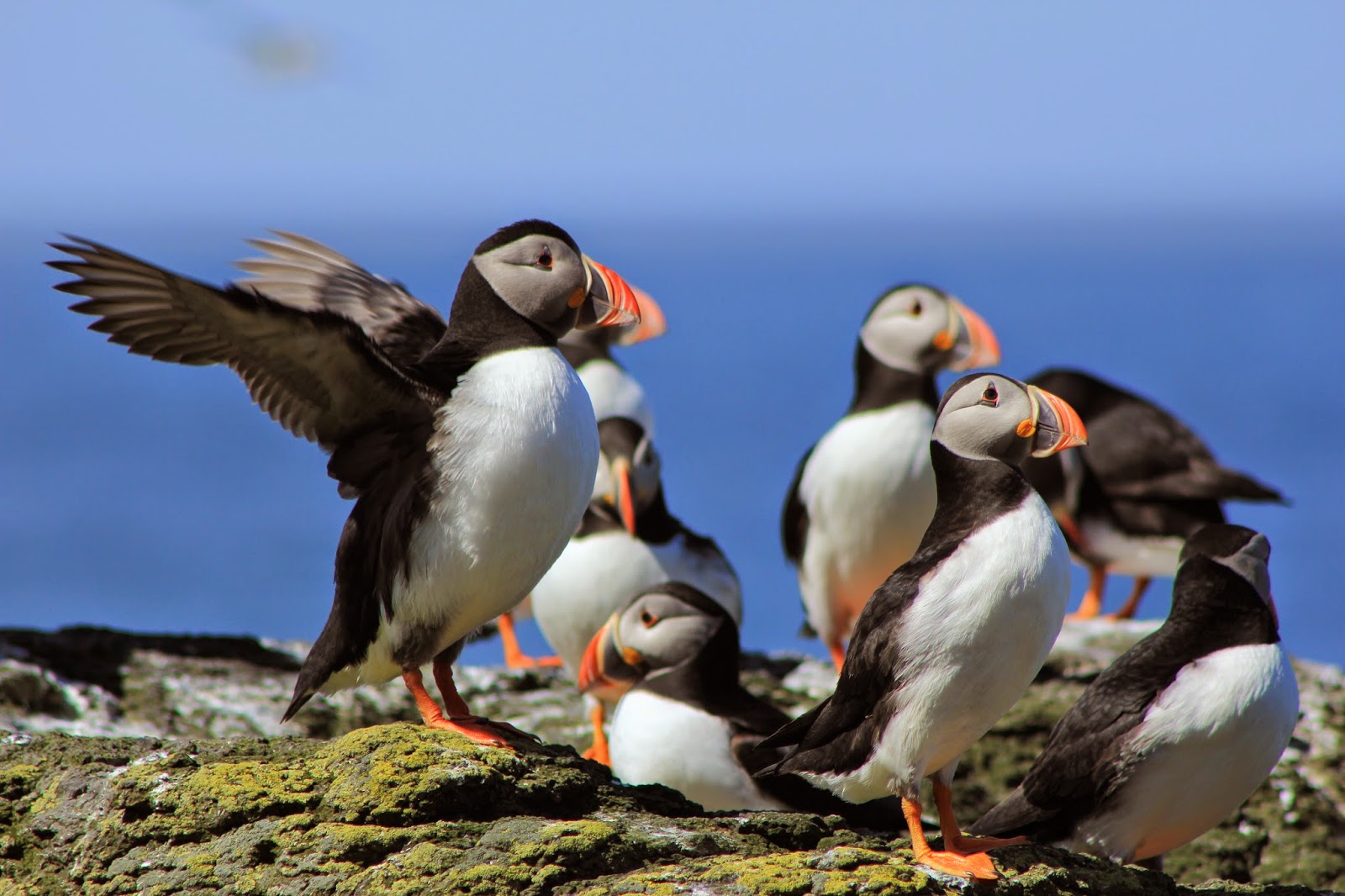 Unexplorable: The Best Way to See Puffins in Scotland!