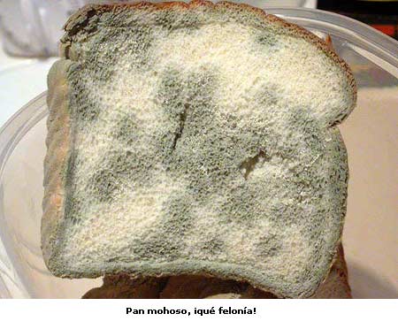 Biomaniacos: Los hongos