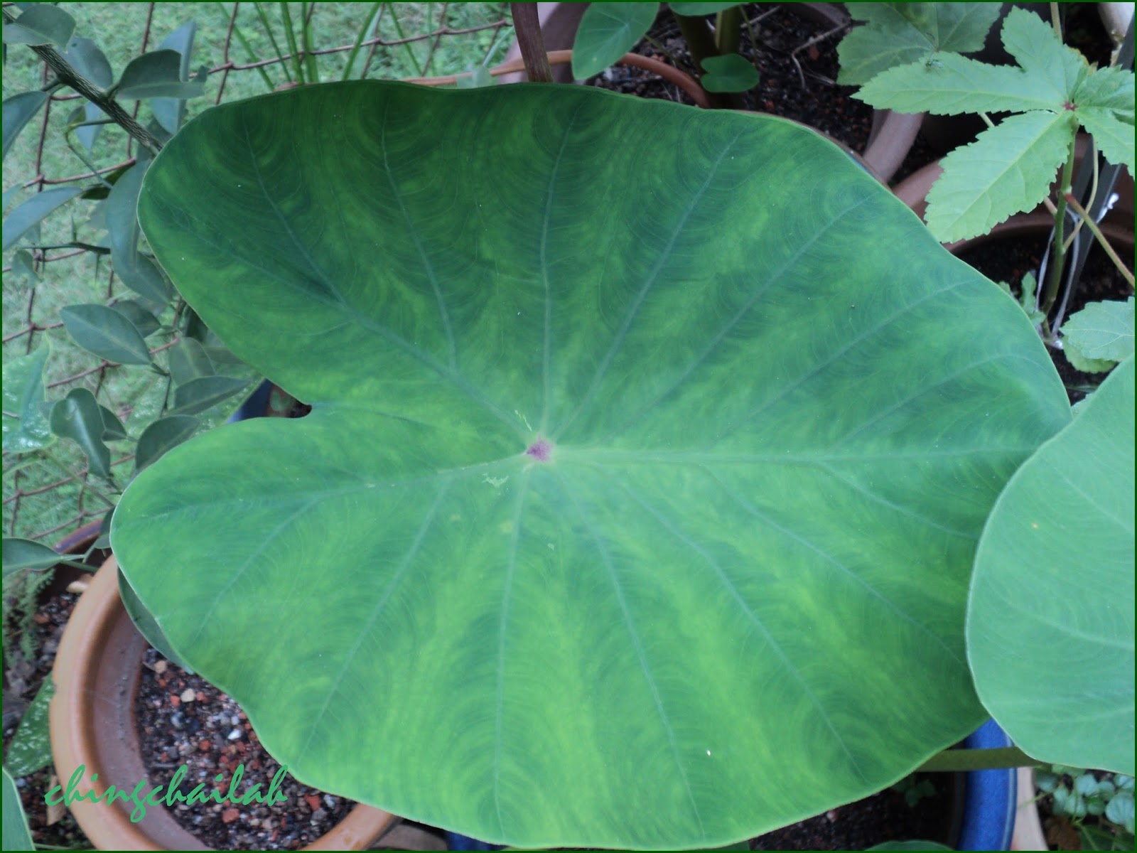 Simple Living In Nancy: Growing Taro Plants And Its Health Benefits